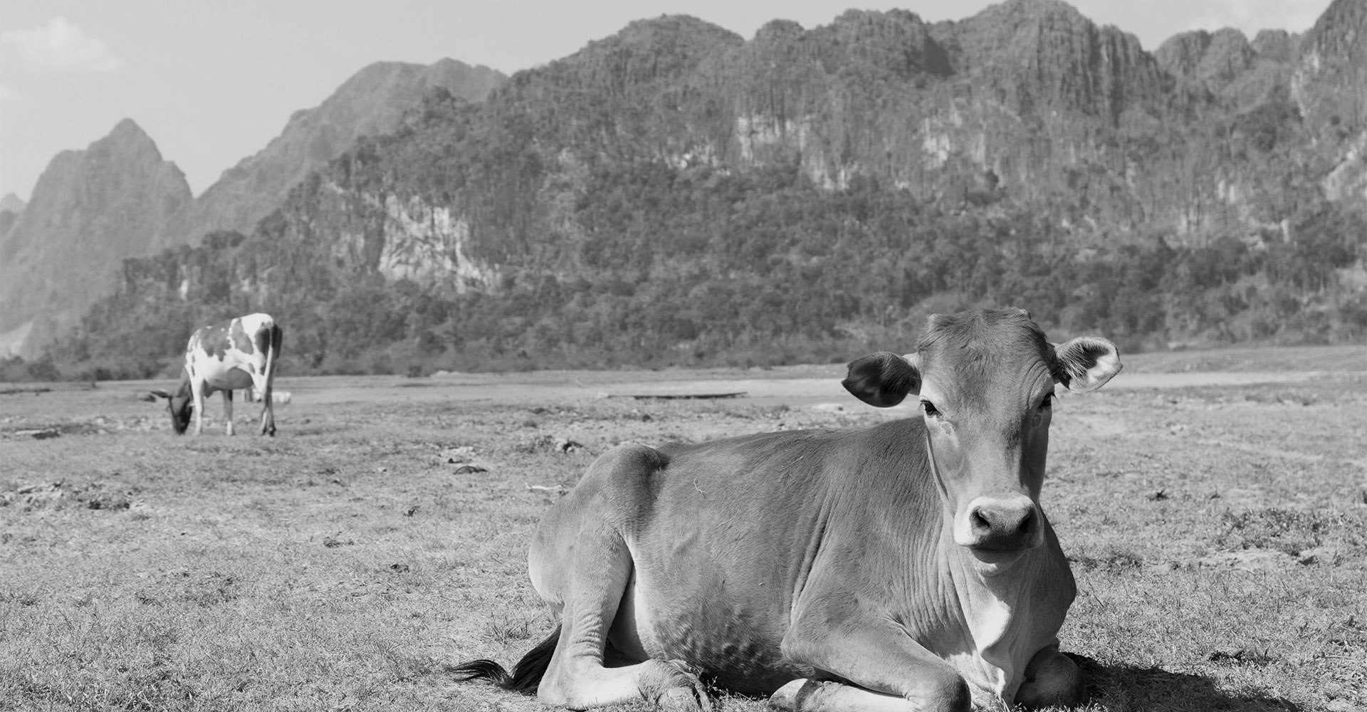 Stories | Agriform