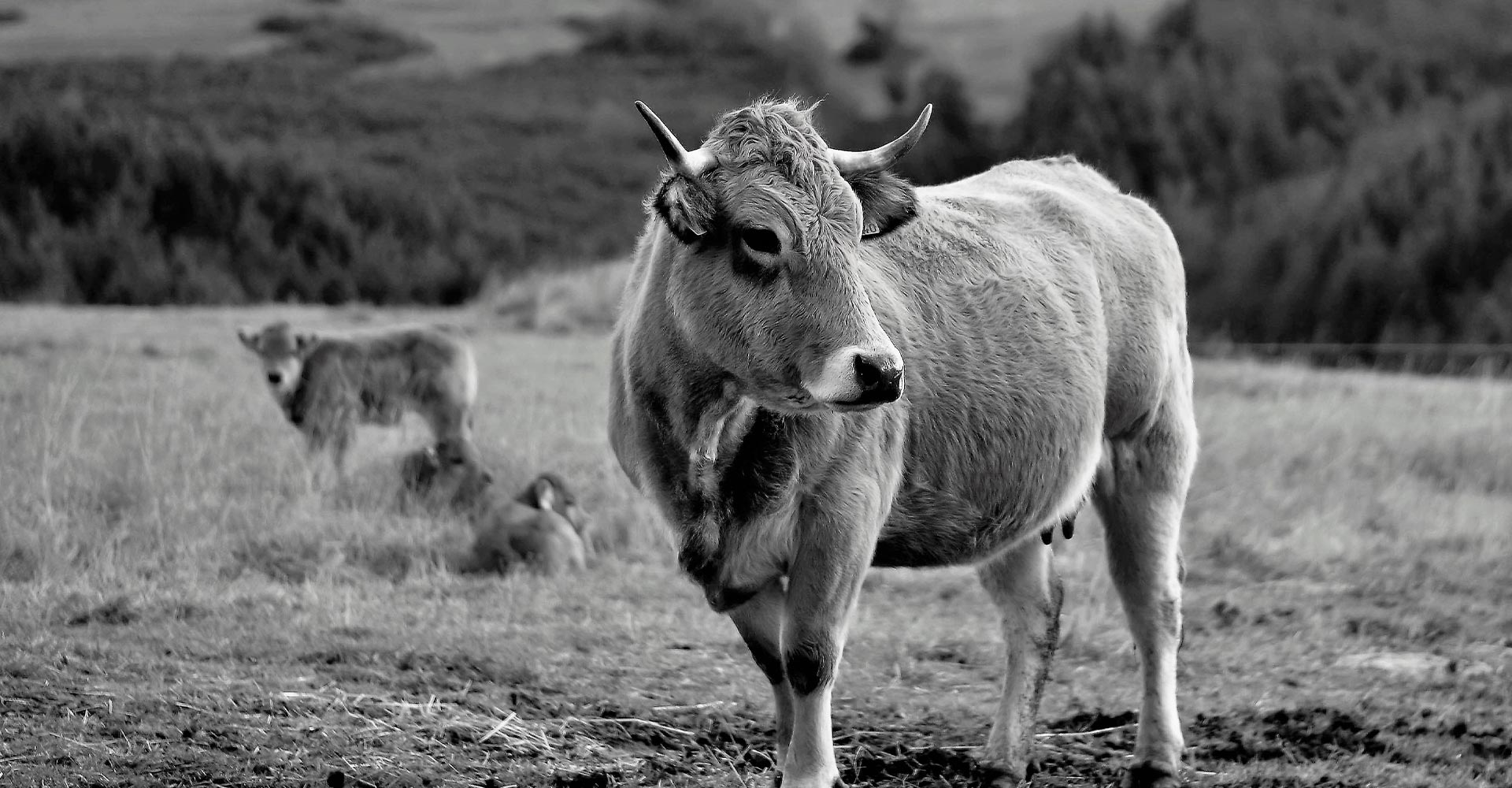 Presentation | Agriform